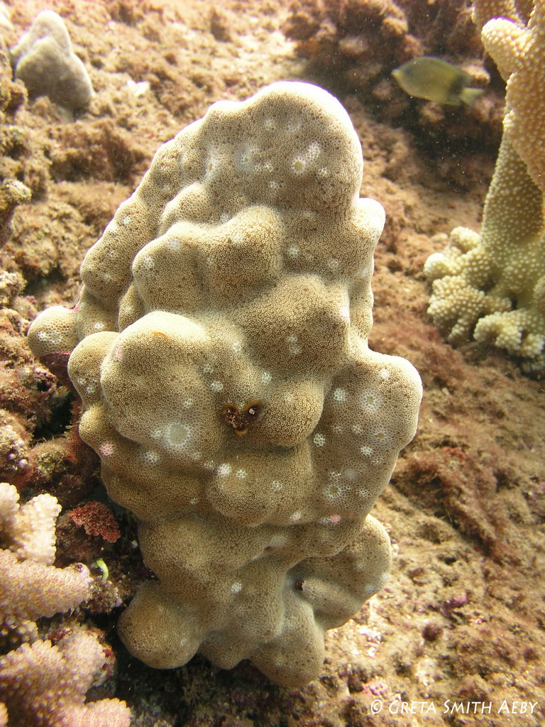 Learn About – Coral Disease – Coral Reef Health