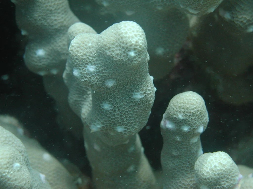 Learn About – Coral Disease – Coral Reef Health