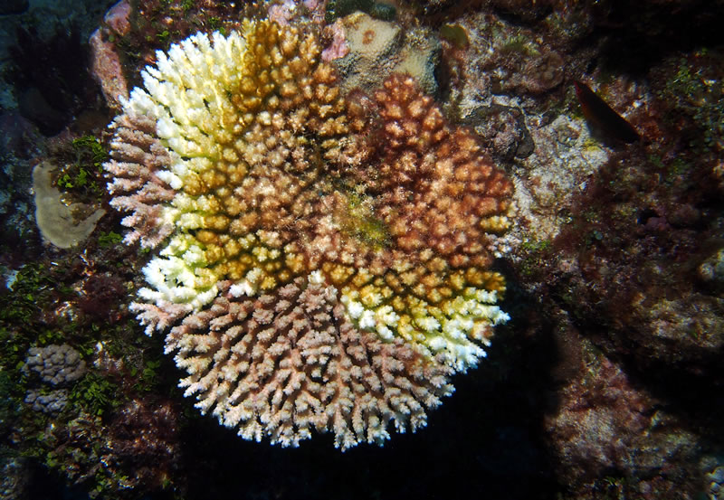 Learn About – Coral Disease – Coral Reef Health