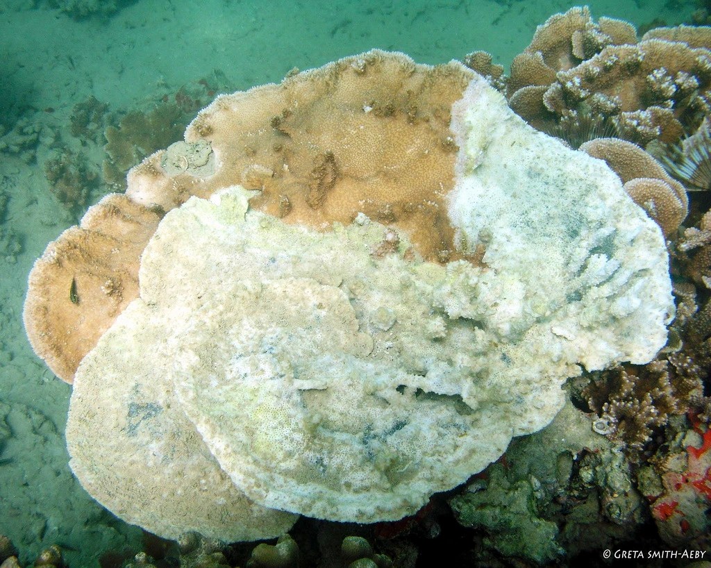 Learn About – Coral Disease – Coral Reef Health