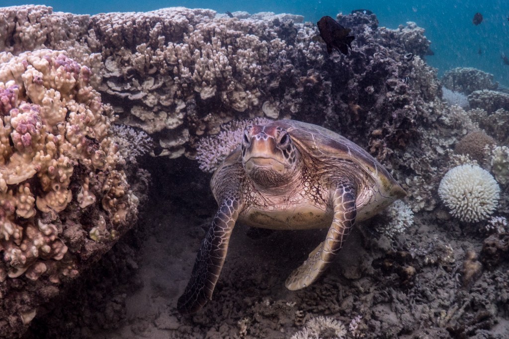 Learn About – Disease in Other Organisms on Coral Reefs – Coral Reef Health