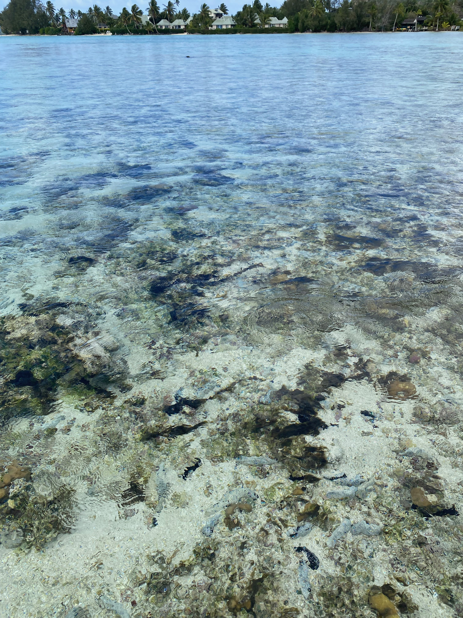 The Cook Islands Coral Reef Health Program – Coral Reef Health