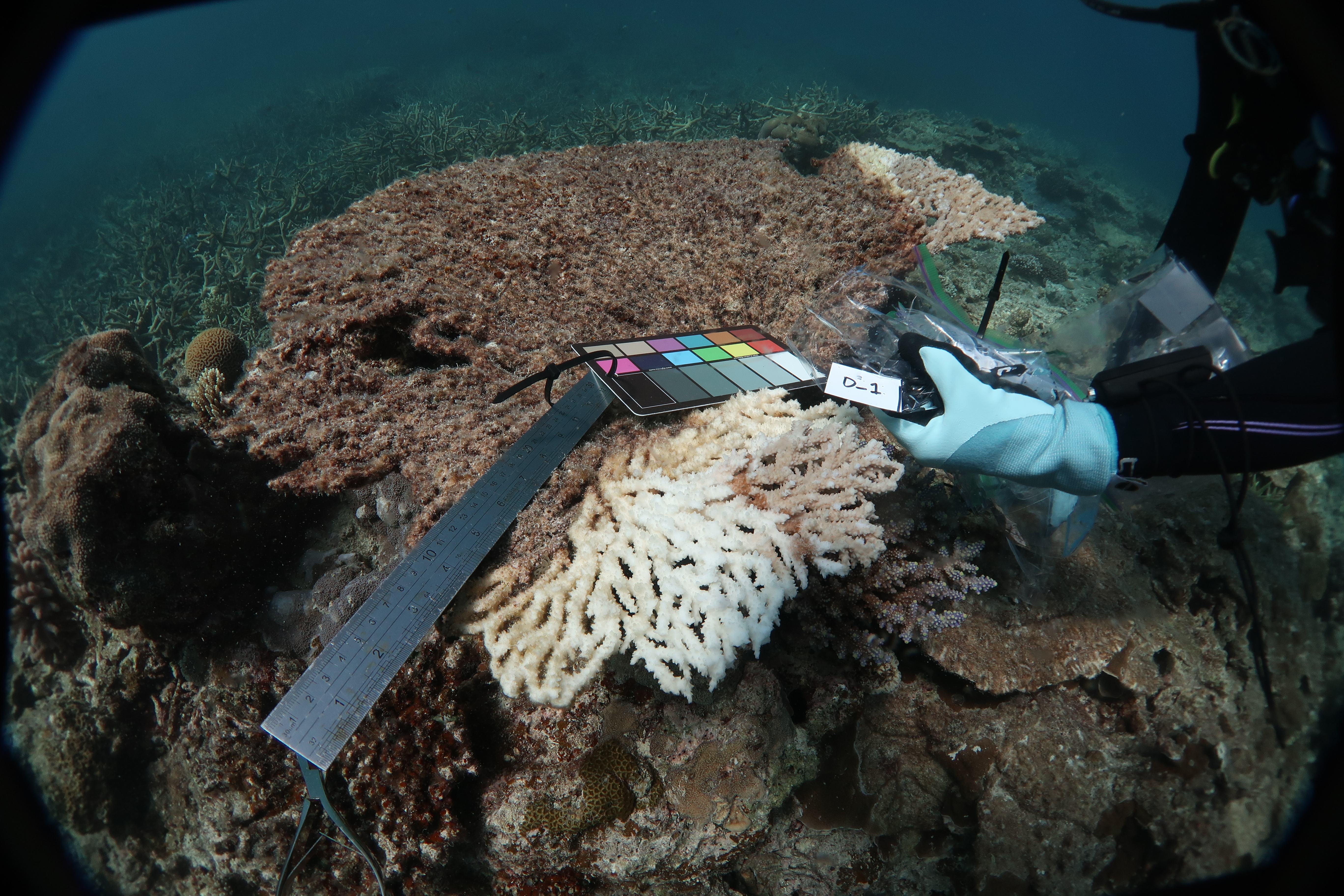 Great Barrier Reef Coral Health Research – Coral Reef Health