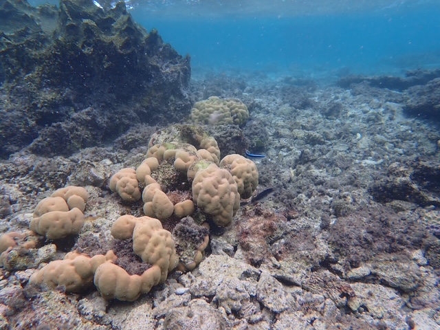 The Cook Islands Coral Reef Health Program – Coral Reef Health