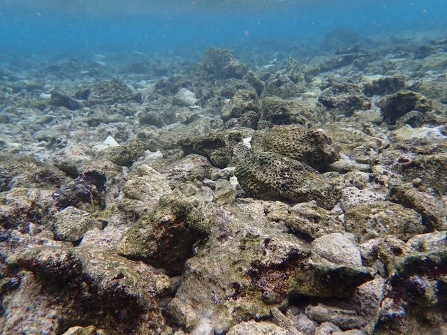 The Cook Islands Coral Reef Health Program – Coral Reef Health