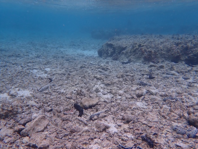The Cook Islands Coral Reef Health Program – Coral Reef Health