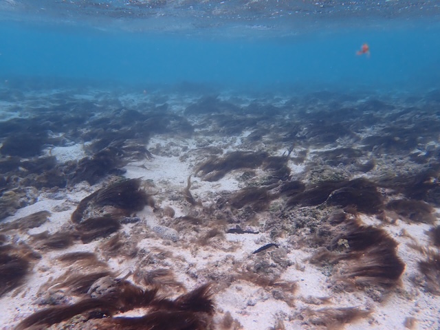 The Cook Islands Coral Reef Health Program – Coral Reef Health